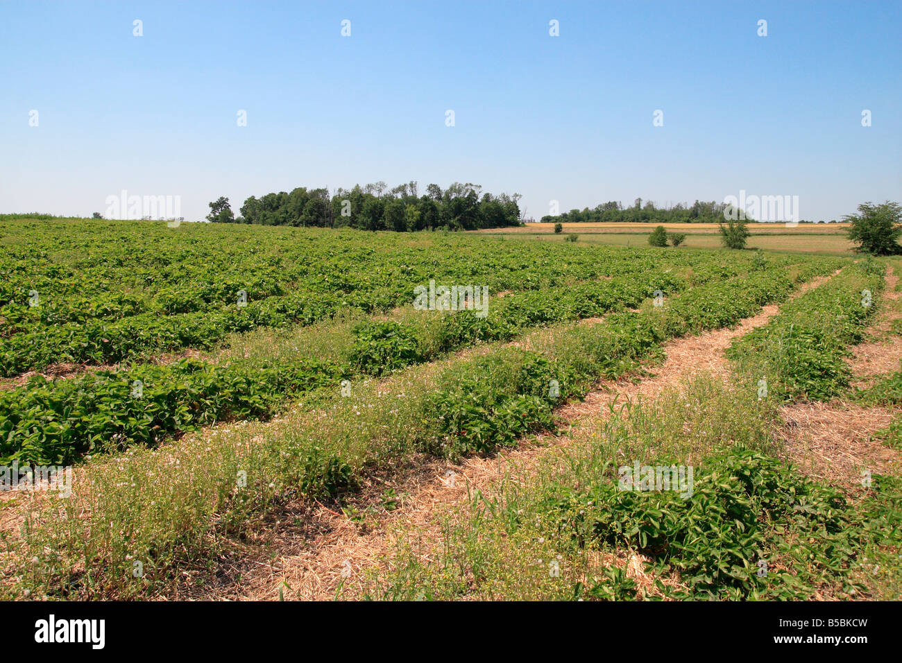 Stawberry field hi-res stock photography and images - Alamy