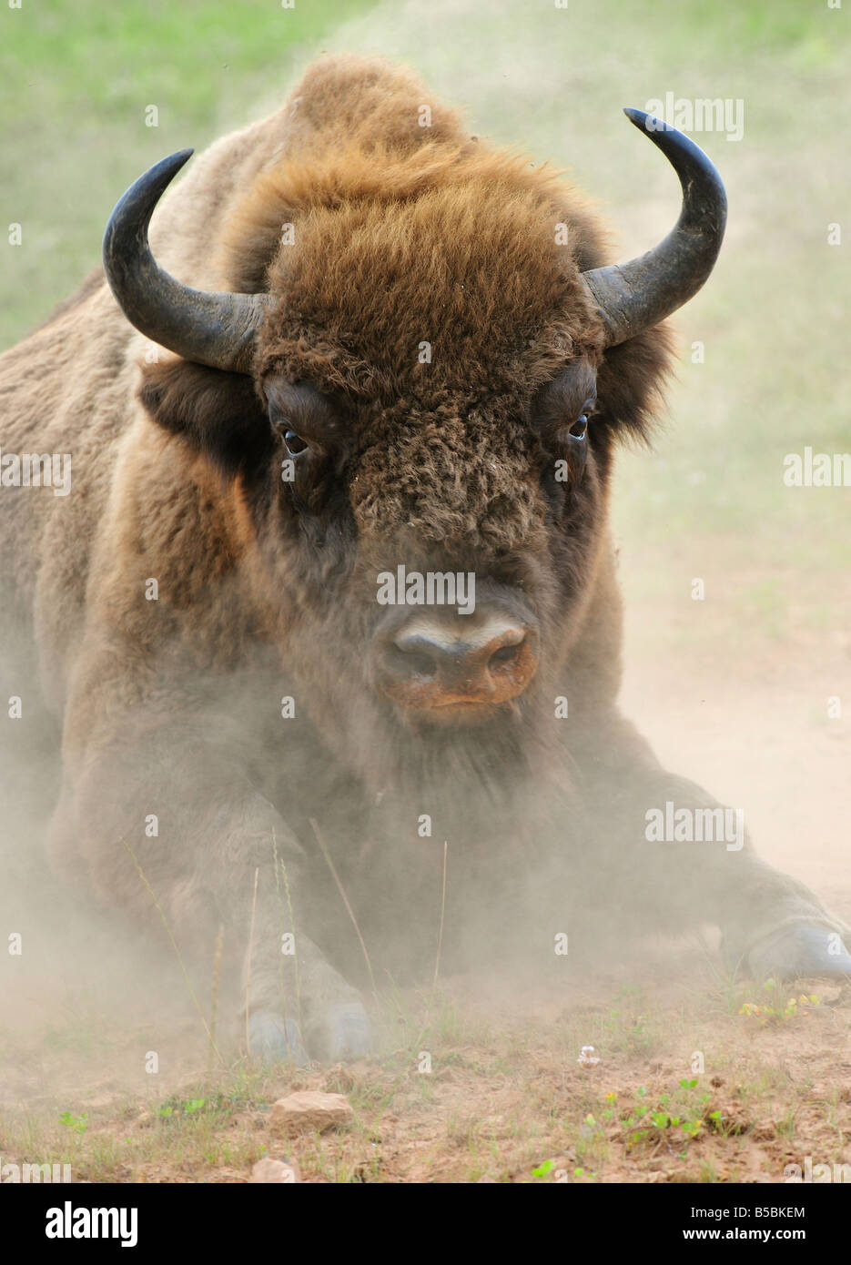Wisent bison caucasus hi-res stock photography and images - Alamy