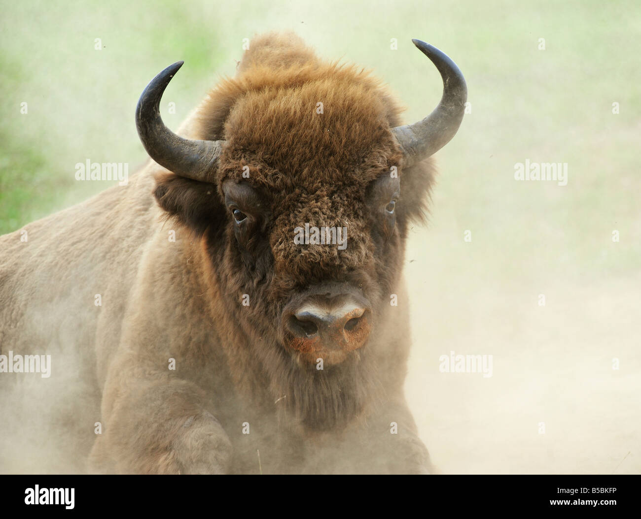 Wisent bison caucasus hi-res stock photography and images - Alamy
