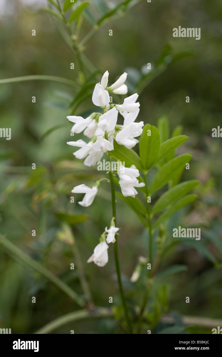 wood vetch Vicia syivatica cornwall Stock Photo - Alamy
