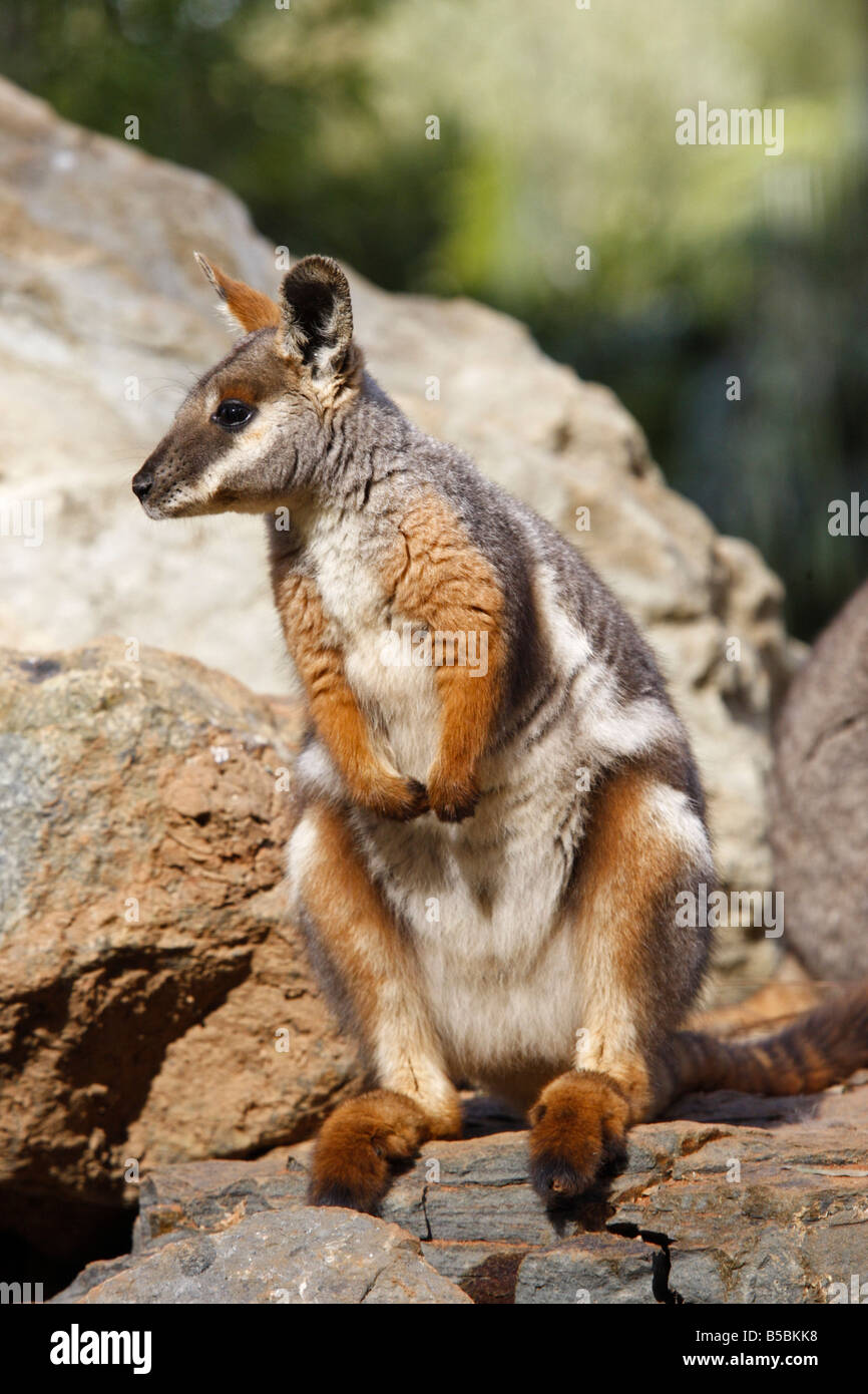 Petrogale hi-res stock photography and images - Alamy