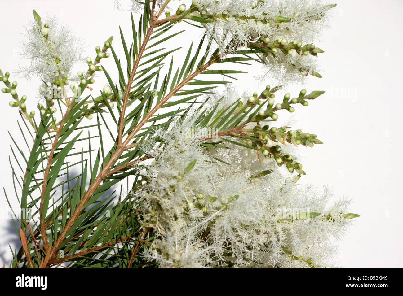 Tea tree flower hi-res stock photography and images - Alamy