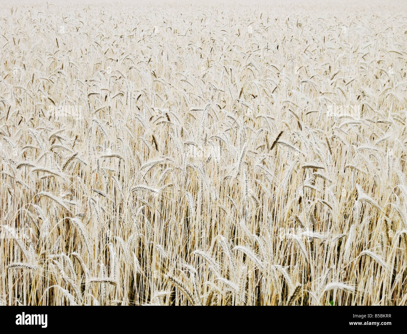 Field Of Barley Stock Photo - Alamy
