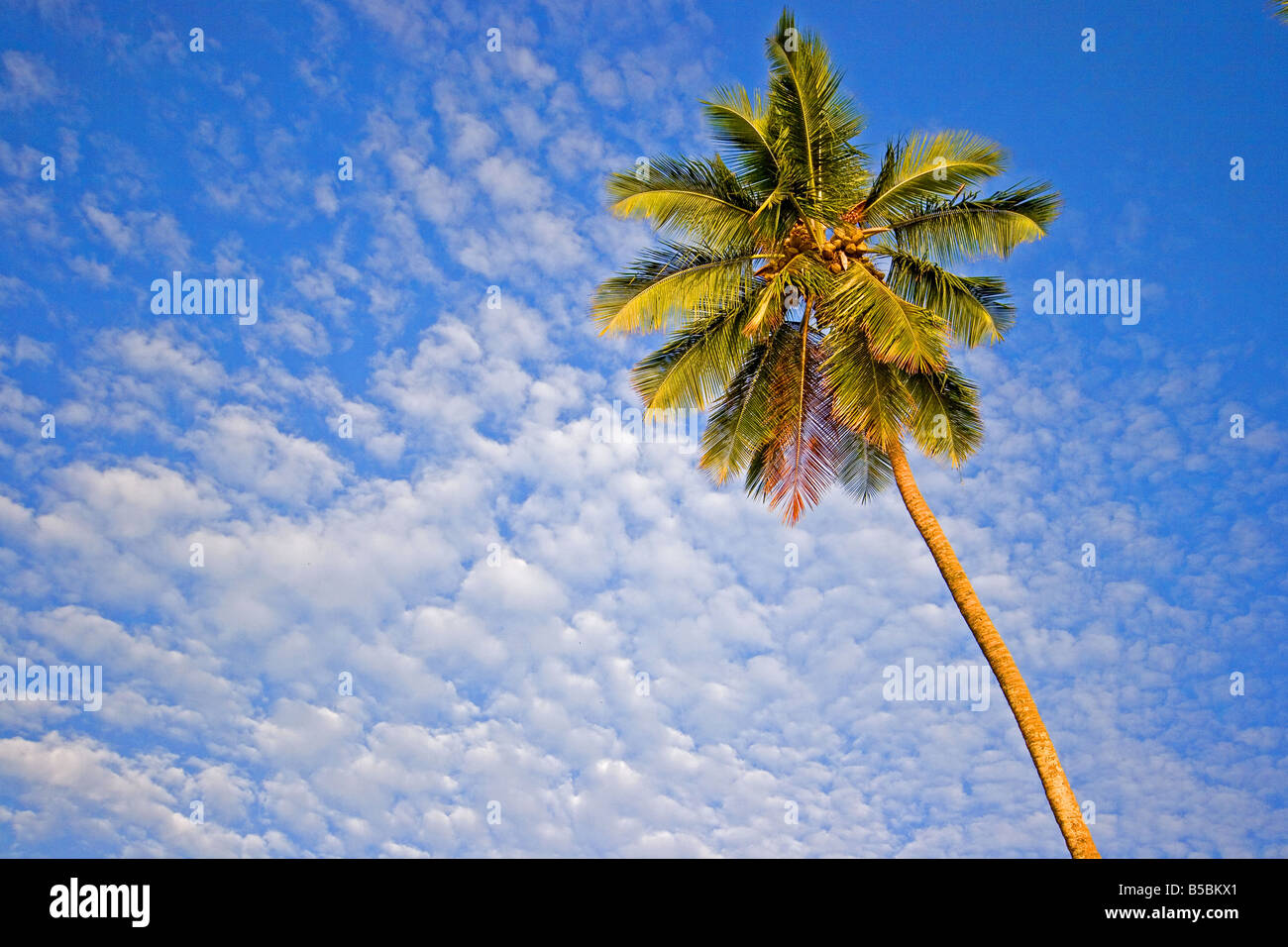 Single Palm Tree High Resolution Stock Photography and Images - Alamy
