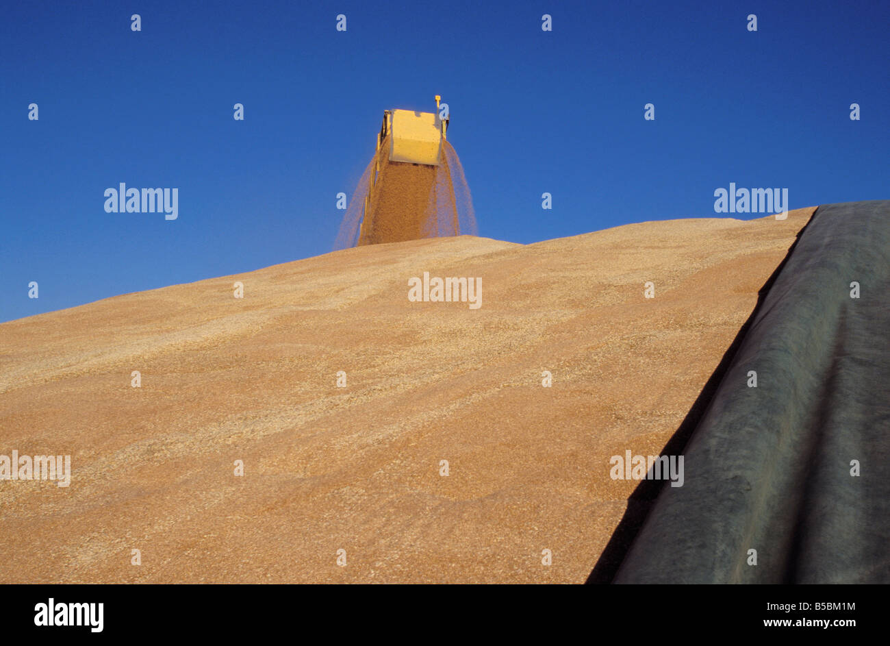 Storing the Wheat Harvest Walgett Silos New South Wales Australia Stock ...