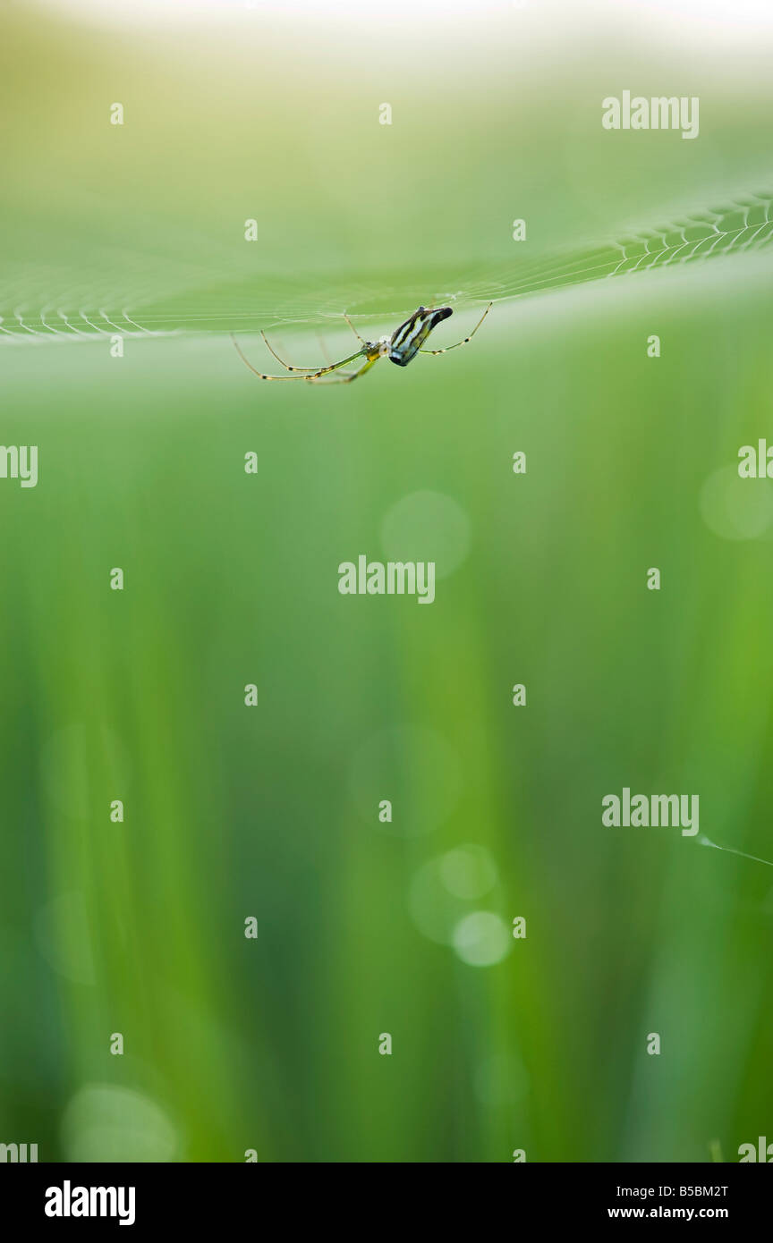 Delicate indian spider on its web in a paddy field in the Indian ...
