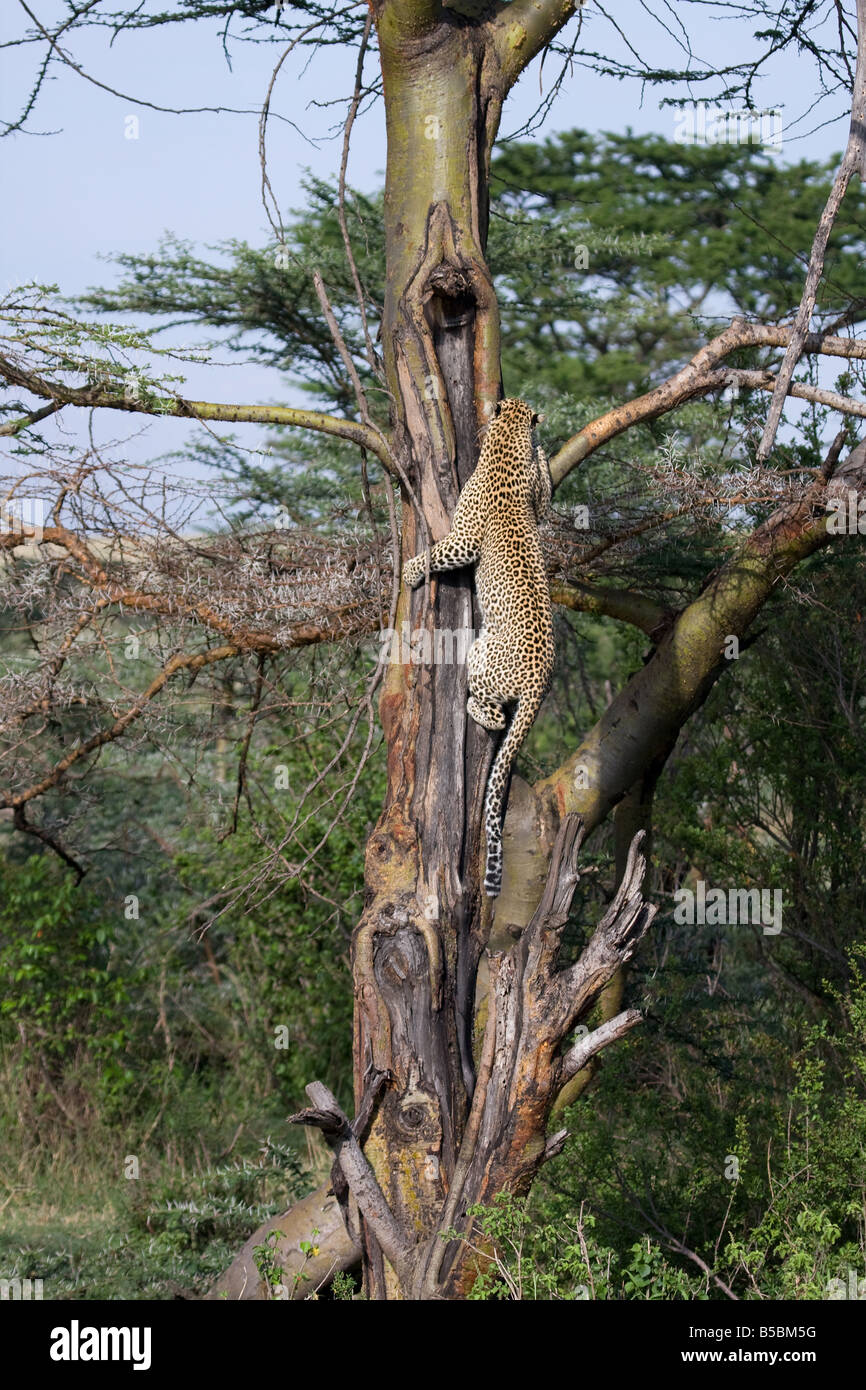 On Safari in the Masai Mara game reserve Kenya Africa Stock Photo - Alamy