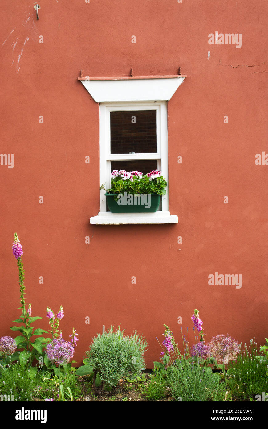 A cottage garden against a red wall with a windowbox of geraniums on ...
