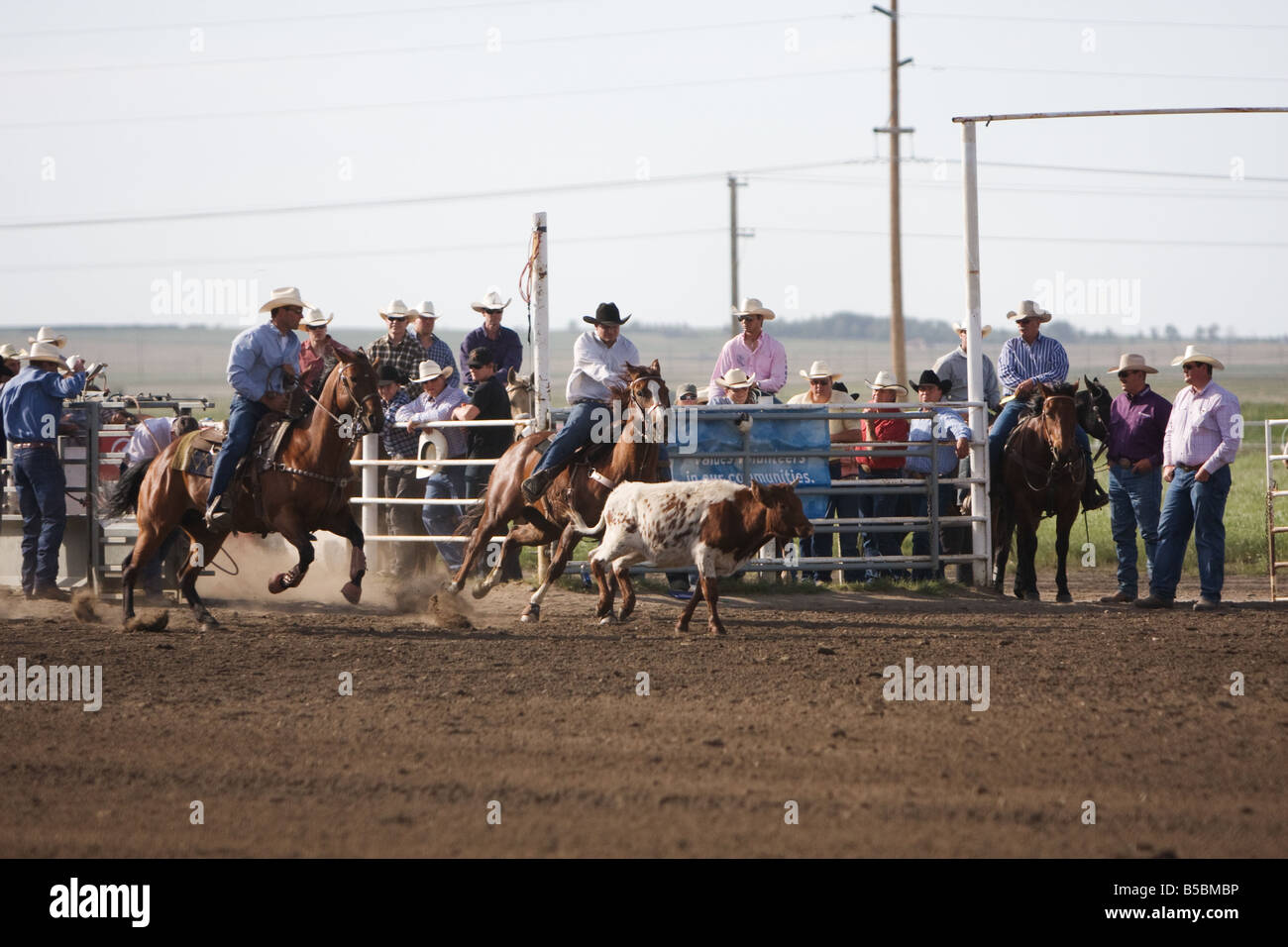 Steer steers hi-res stock photography and images - Alamy