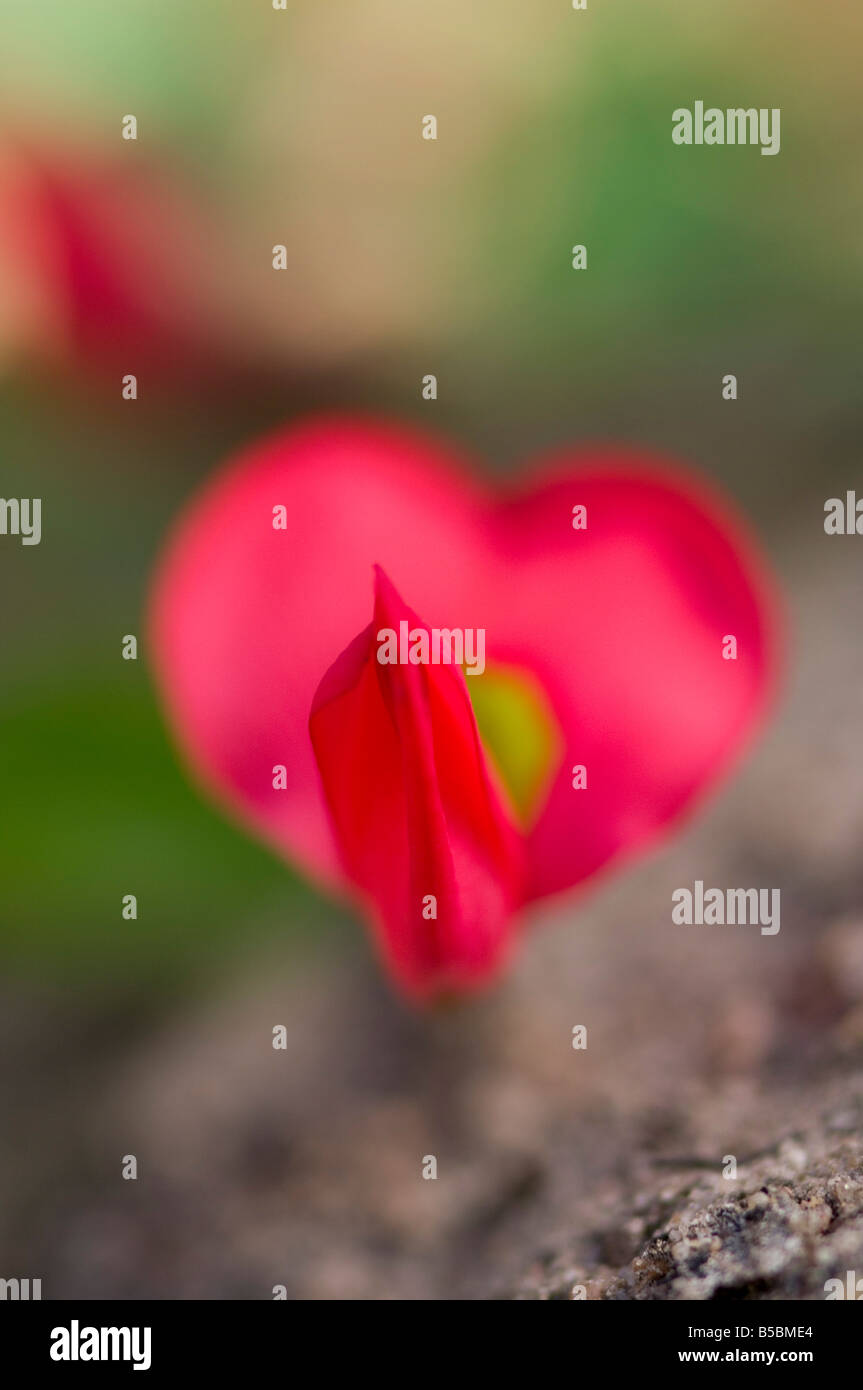 Australian native pea flower hi-res stock photography and images - Alamy