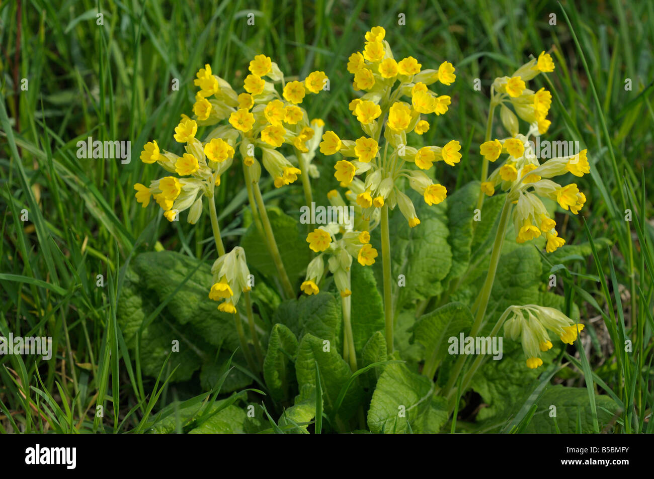 Primula officinalis hi-res stock photography and images - Alamy
