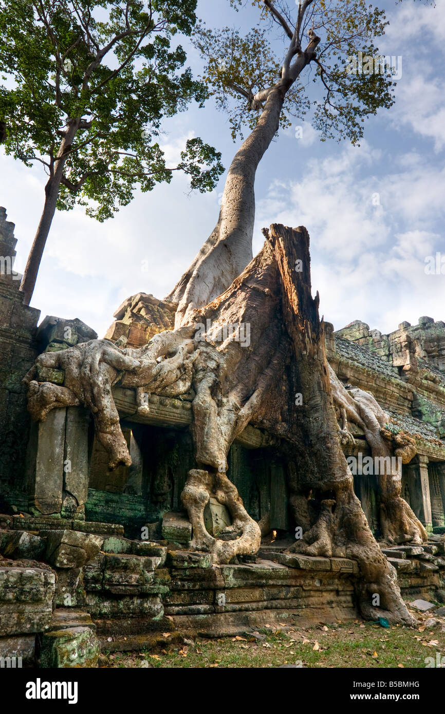 Big Tree at Preah Khan Temple Angkor Wat cambodia Stock Photo - Alamy