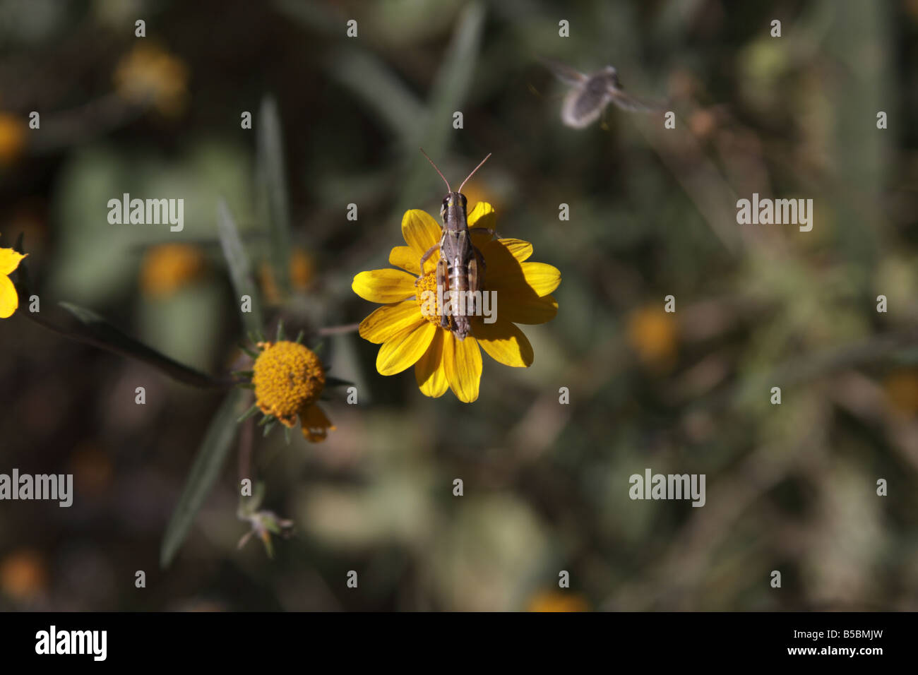 False bee hi-res stock photography and images - Alamy