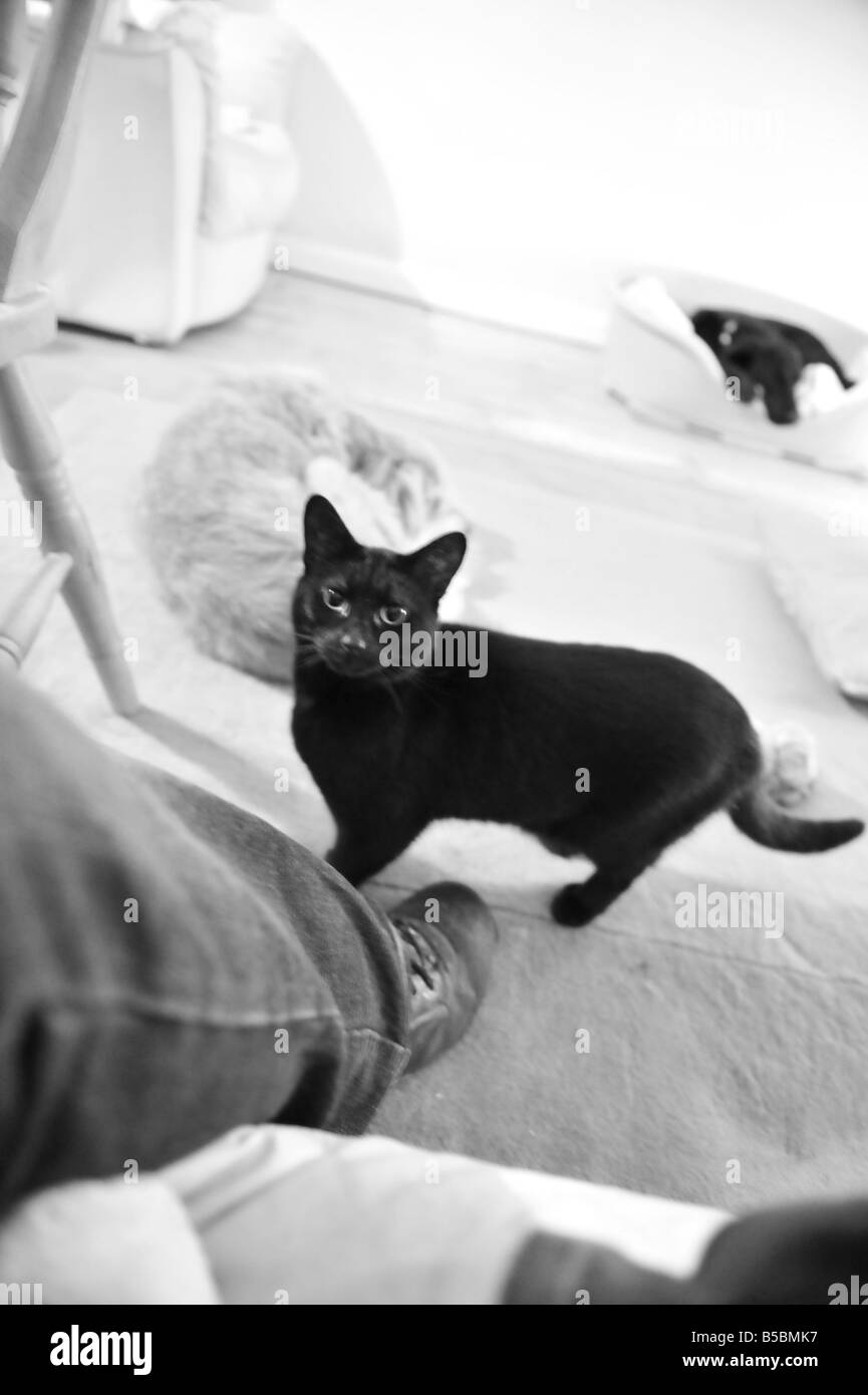Mono cat hi-res stock photography and images - Alamy