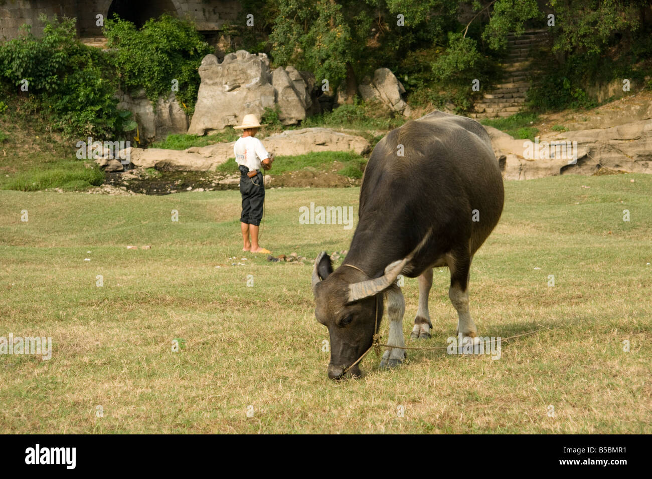Water buffalo china hi-res stock photography and images - Alamy