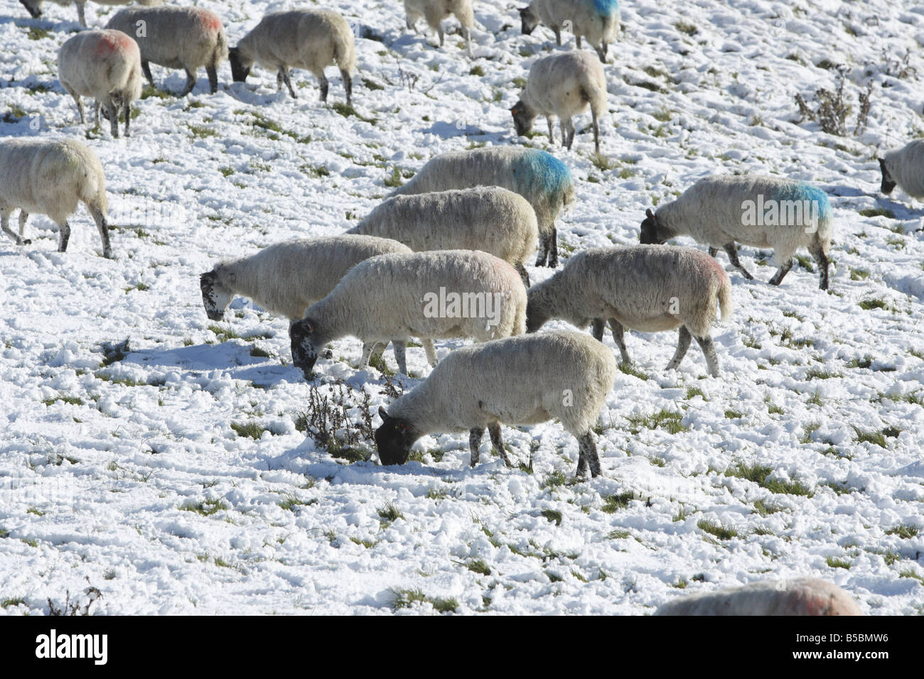 Sheep in snow hi-res stock photography and images - Alamy