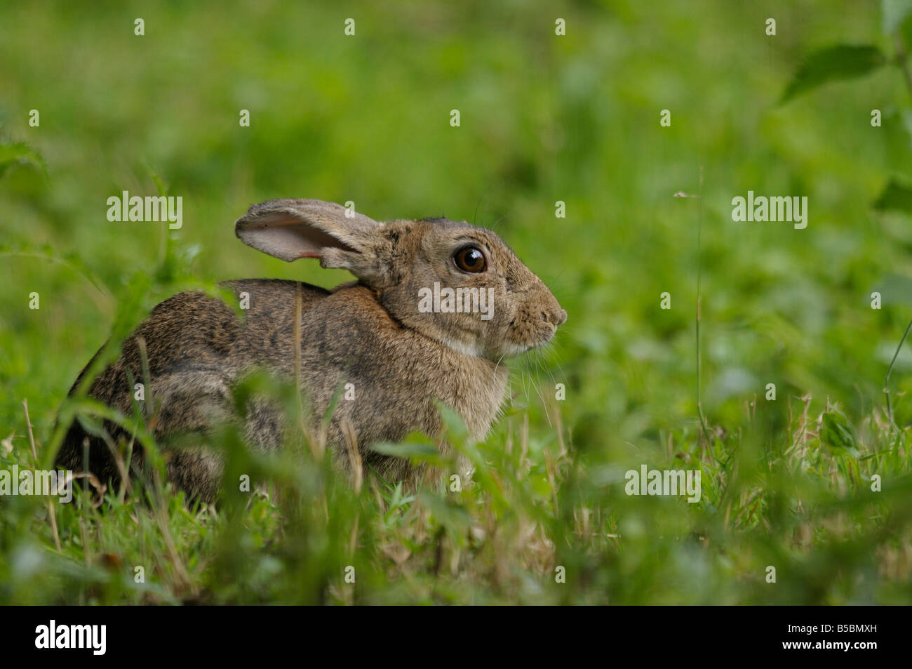 Rabbit in grass Stock Photo - Alamy