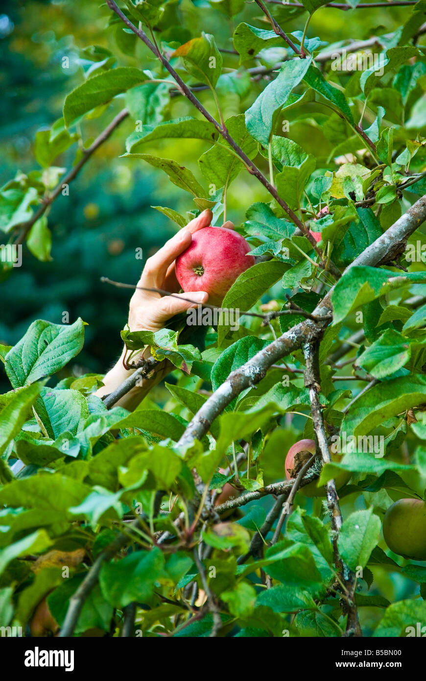 Forefinger and thumb hi-res stock photography and images - Alamy