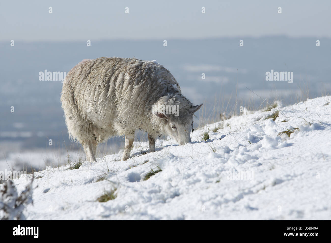 Sheep snow uk sky hi-res stock photography and images - Alamy