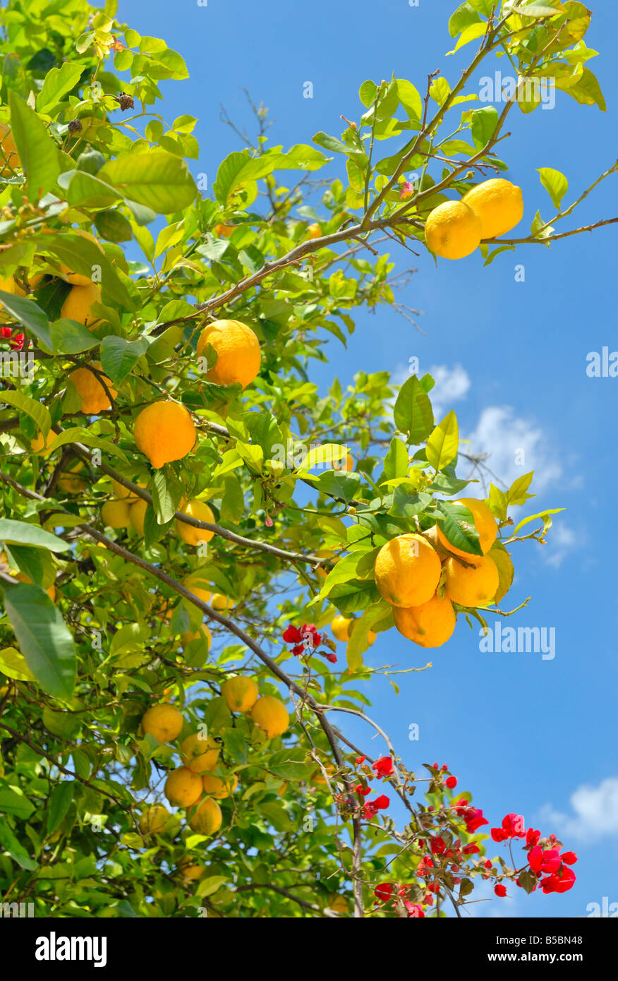 Lemon tree, Crete, Greece, Europe Stock Photo - Alamy