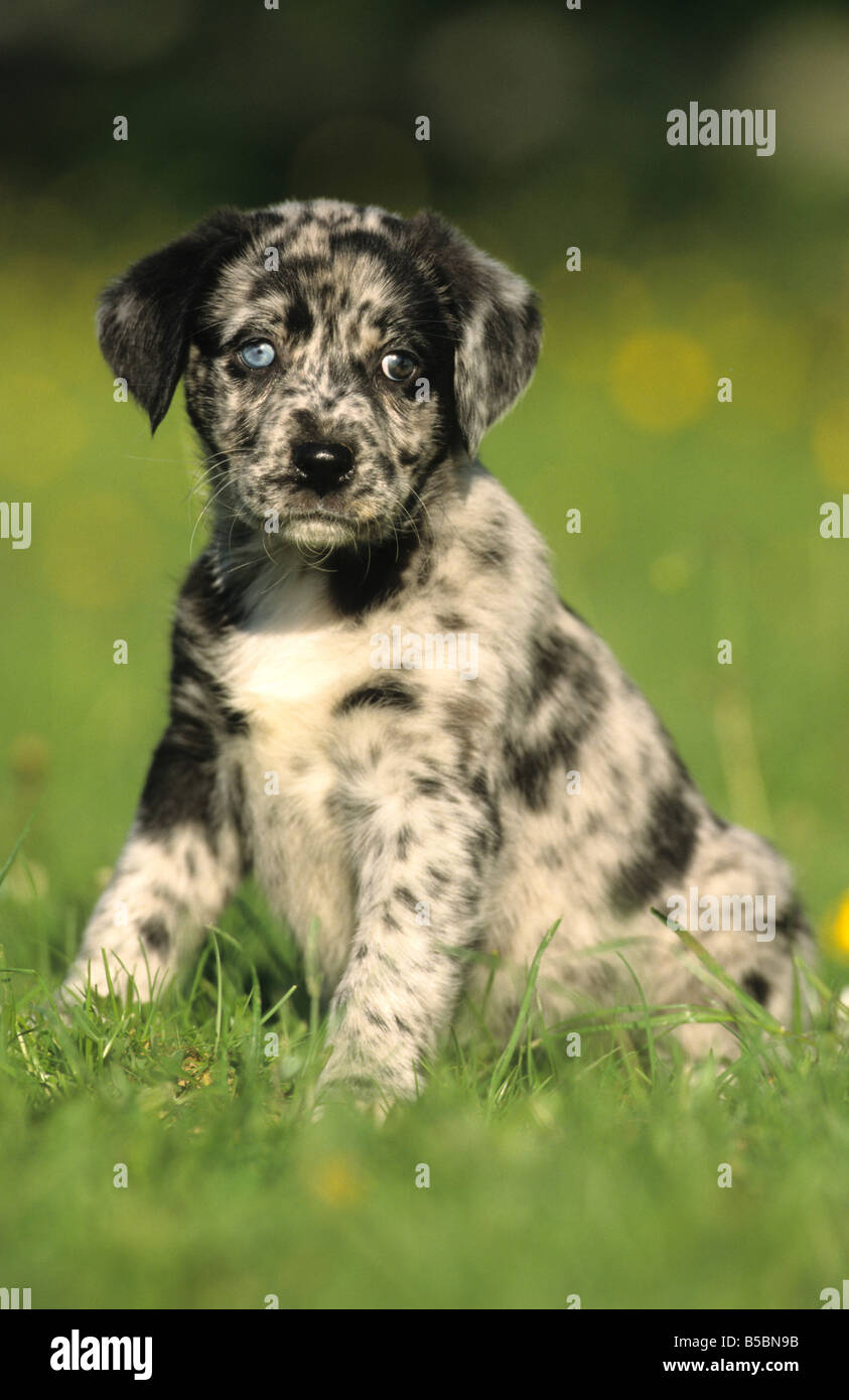 Blue merle Mongrel (Canis lupus familiaris), puppy sitting on grass ...