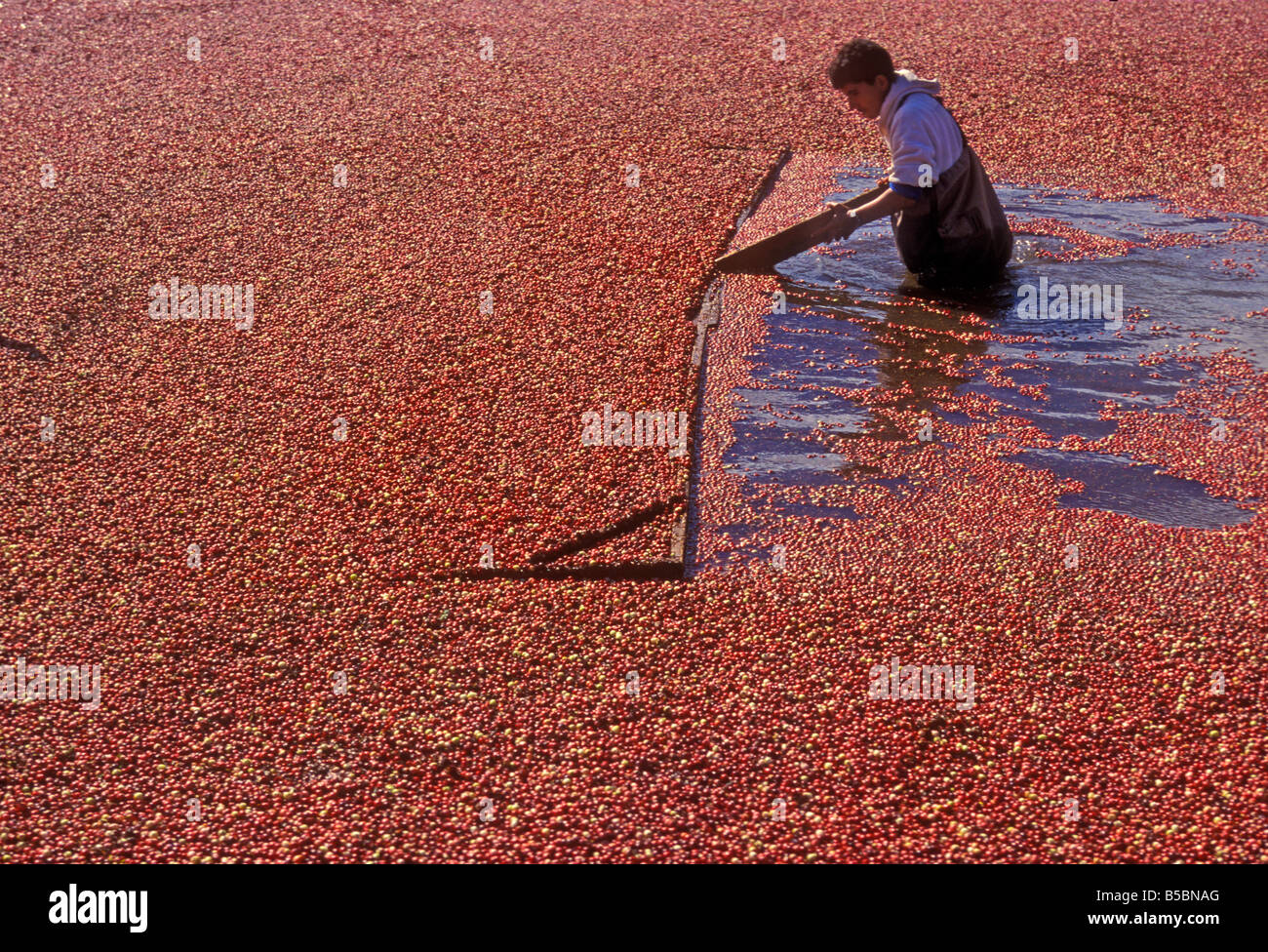 cranberry harvest Pine barrens New Jersey Stock Photo - Alamy