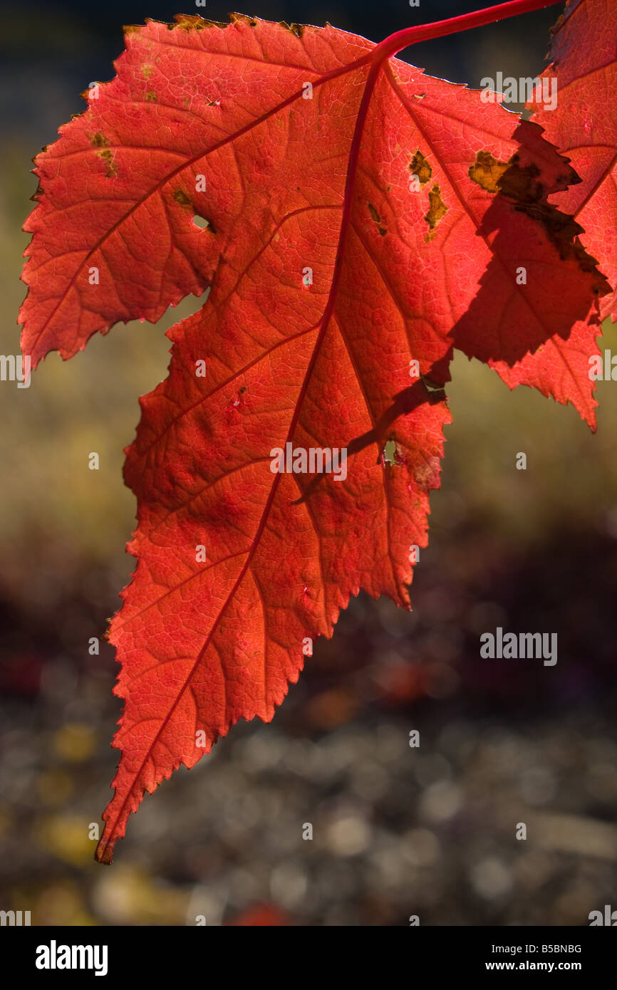 Red maple leaf Stock Photo - Alamy