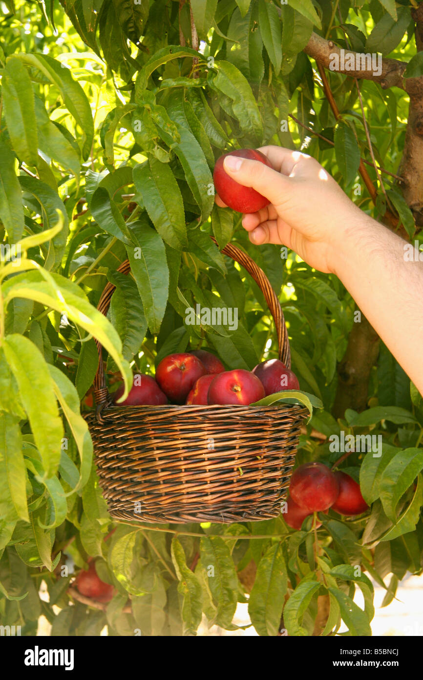 Spanish nectarines hi-res stock photography and images - Alamy