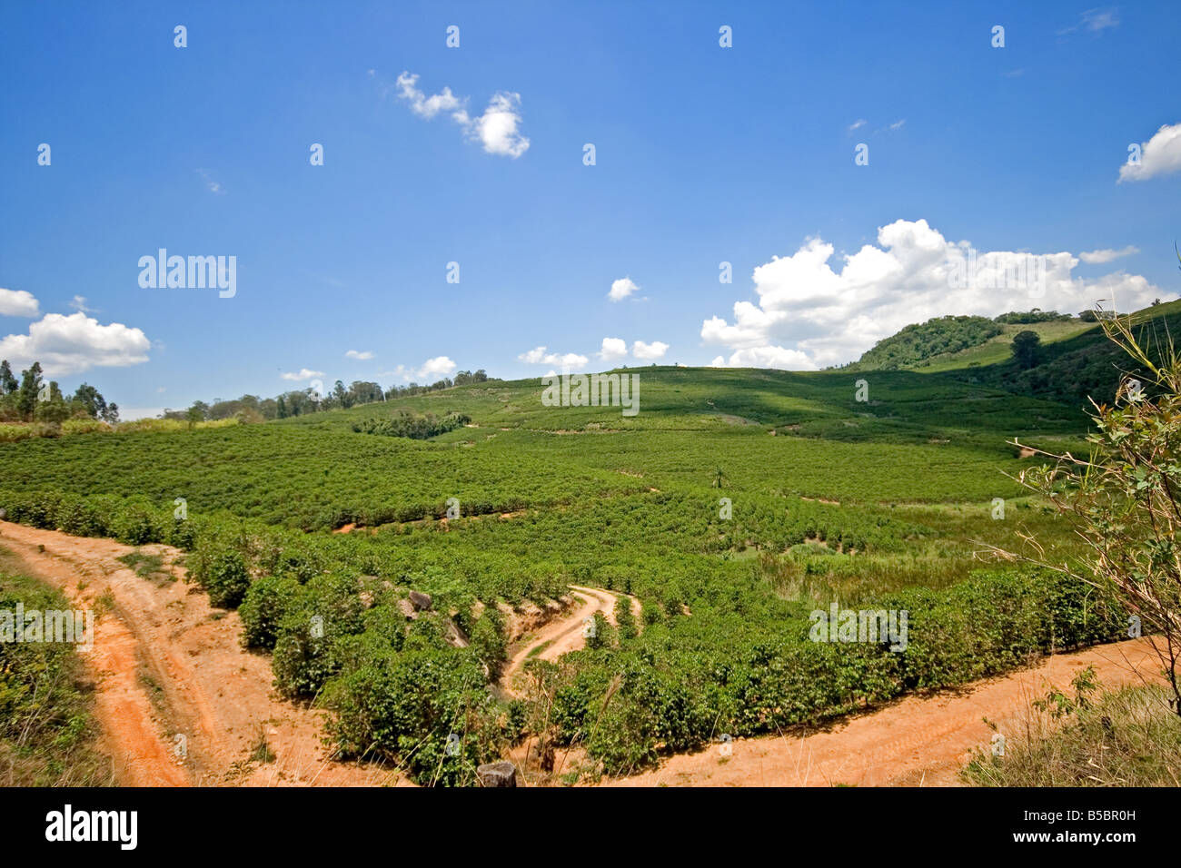 Coffee plantation in Brazil Stock Photo - Alamy