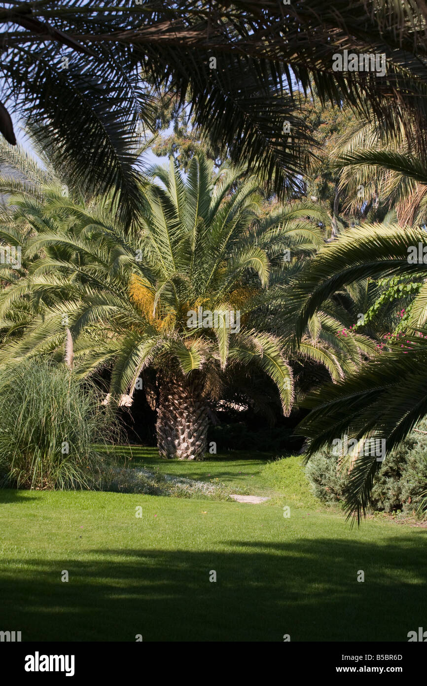Palm trees in a garden, Bodrum, Turkey Stock Photo - Alamy