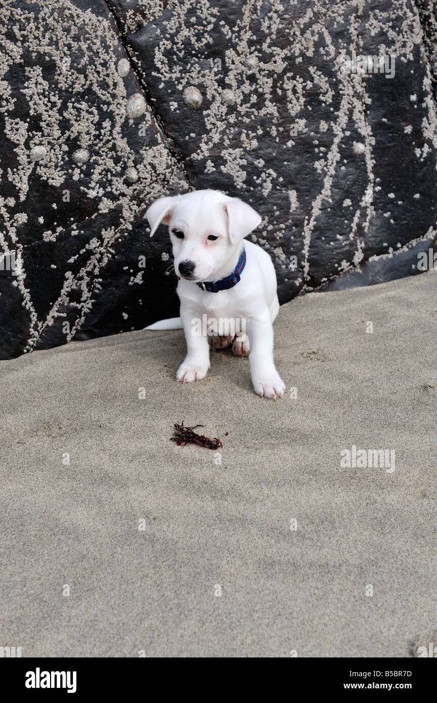 Pup rock hi-res stock photography and images - Alamy