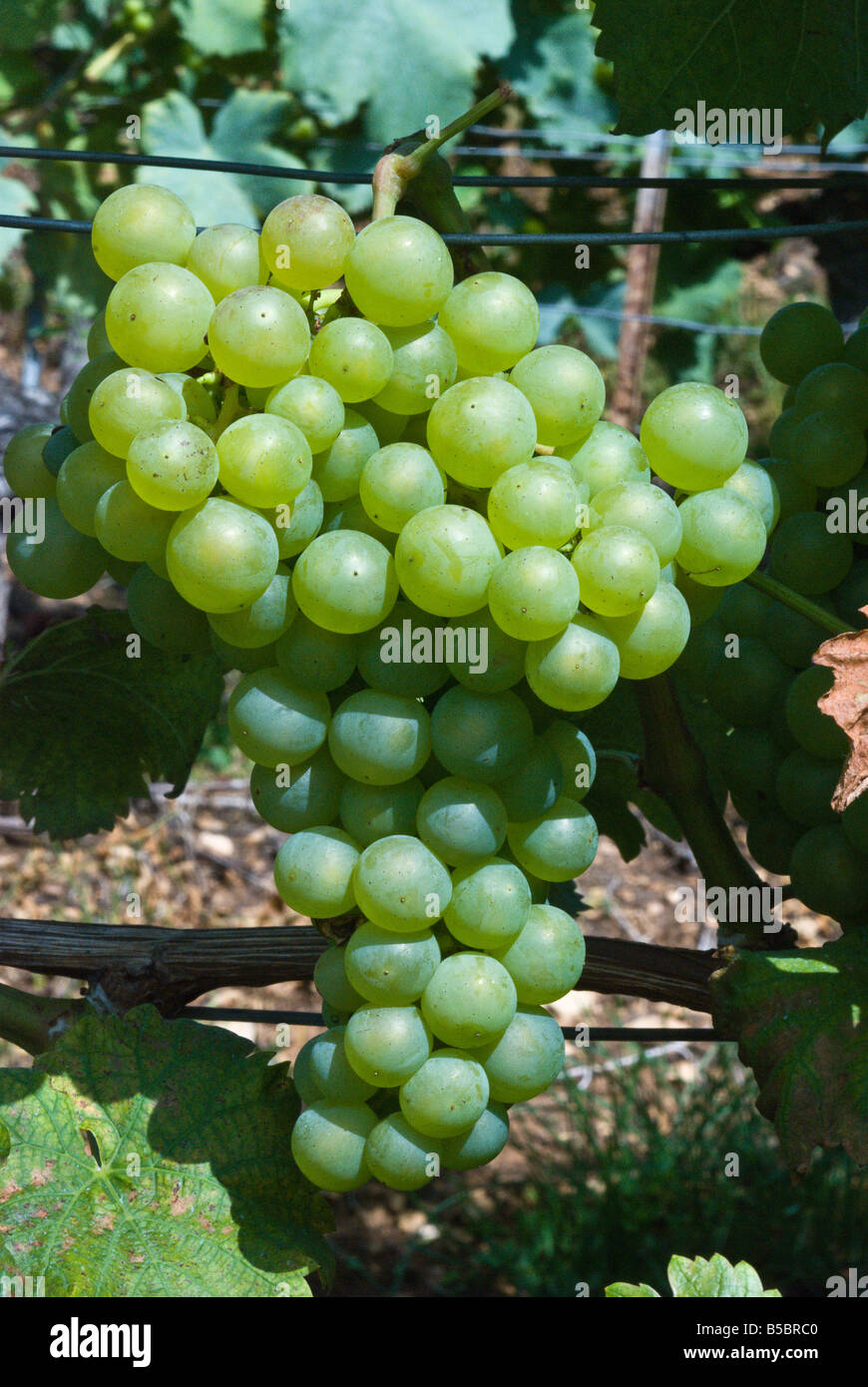 Pinot noir vine hi-res stock photography and images - Alamy