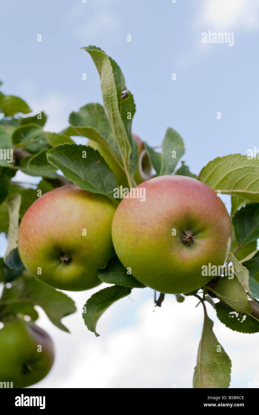 Ripening red apple on branch hi-res stock photography and images - Alamy