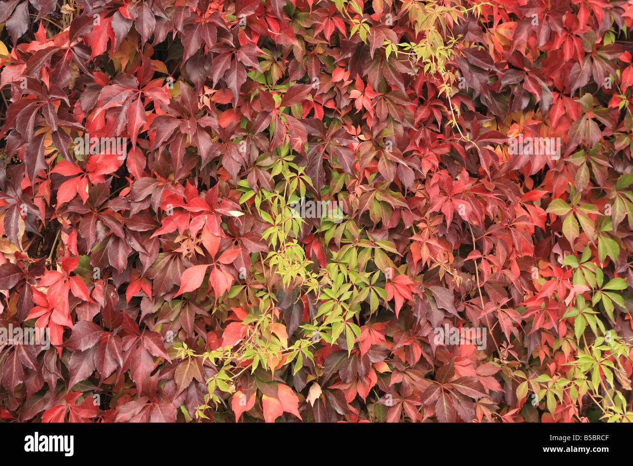 Creeper turning red in autumn hi-res stock photography and images - Alamy