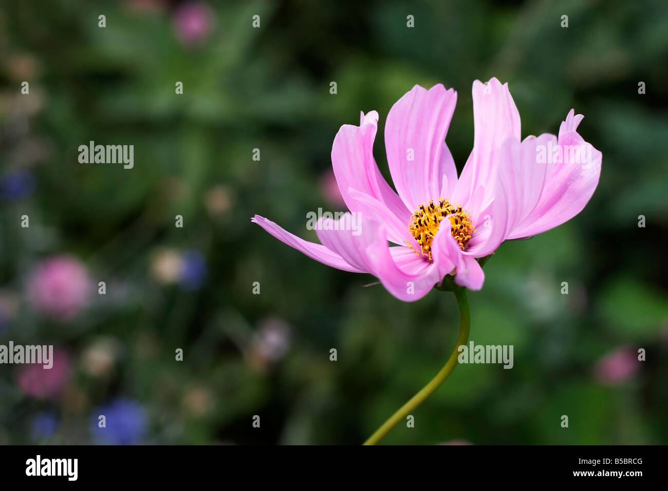 Swaying flower hi-res stock photography and images - Alamy