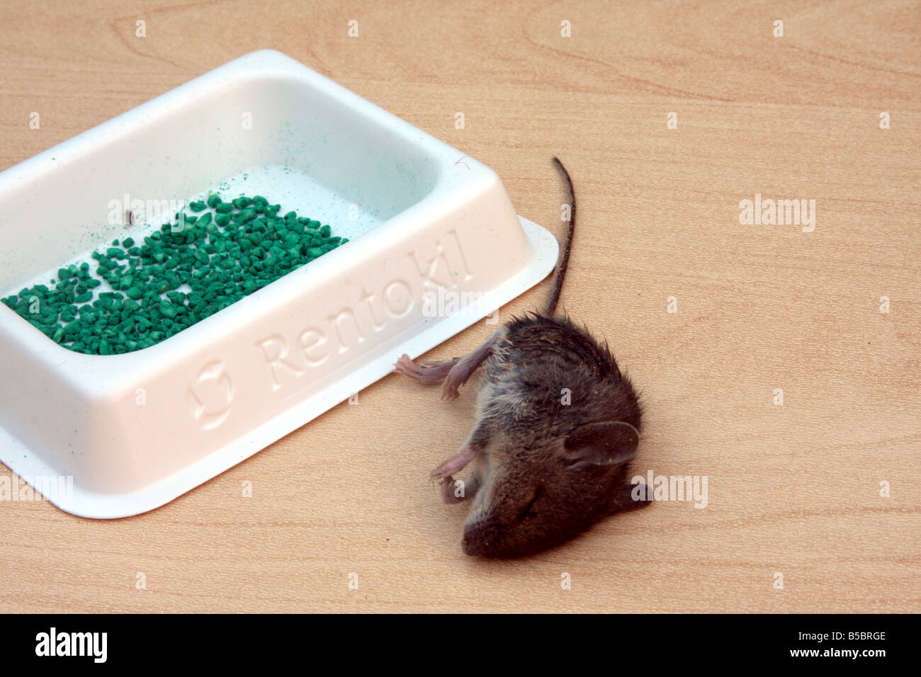 'field mouse' mouse 'house mouse' rentokil rentokill vermin poison dead ...