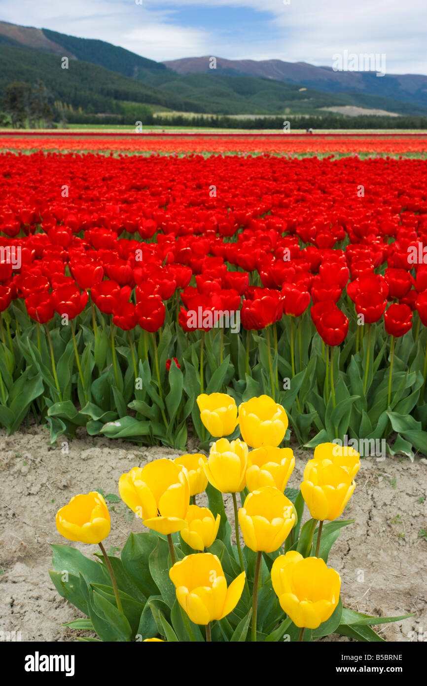 Garden array landscape row hi-res stock photography and images - Alamy