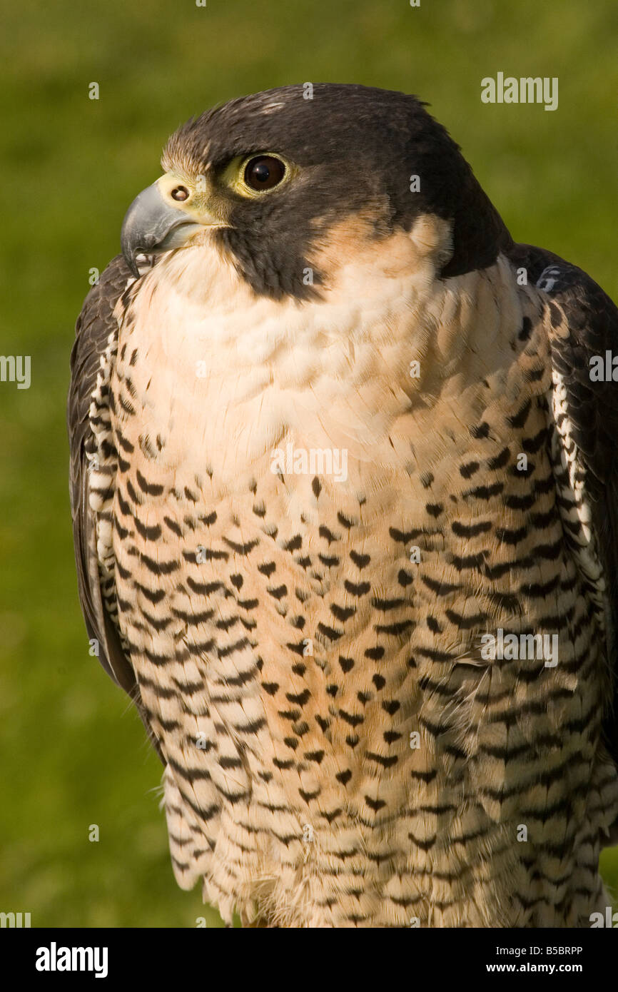Peregrine Falcon Falco peregrinus Stock Photo - Alamy