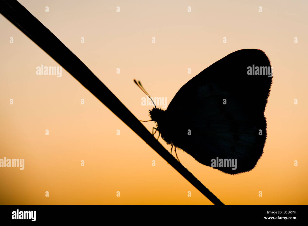 Colotis hi-res stock photography and images - Alamy
