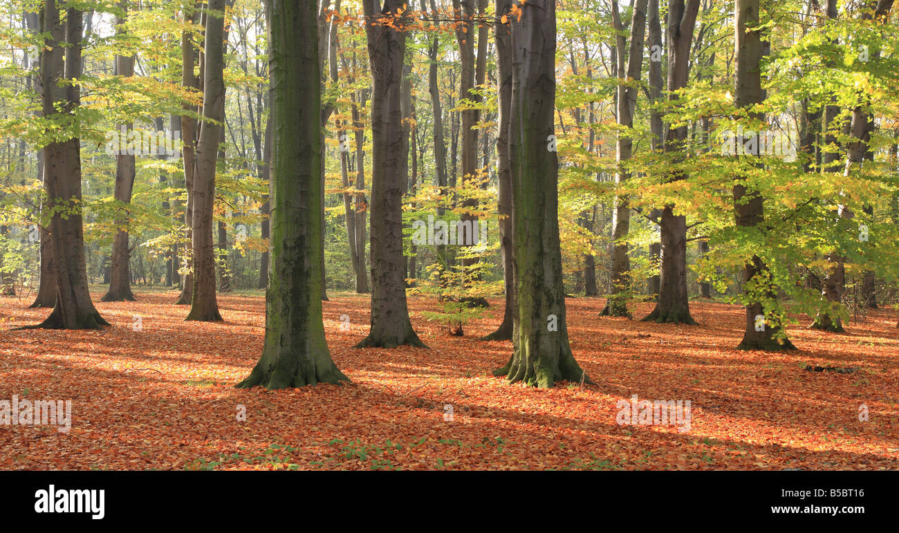 Beech forest hi-res stock photography and images - Alamy