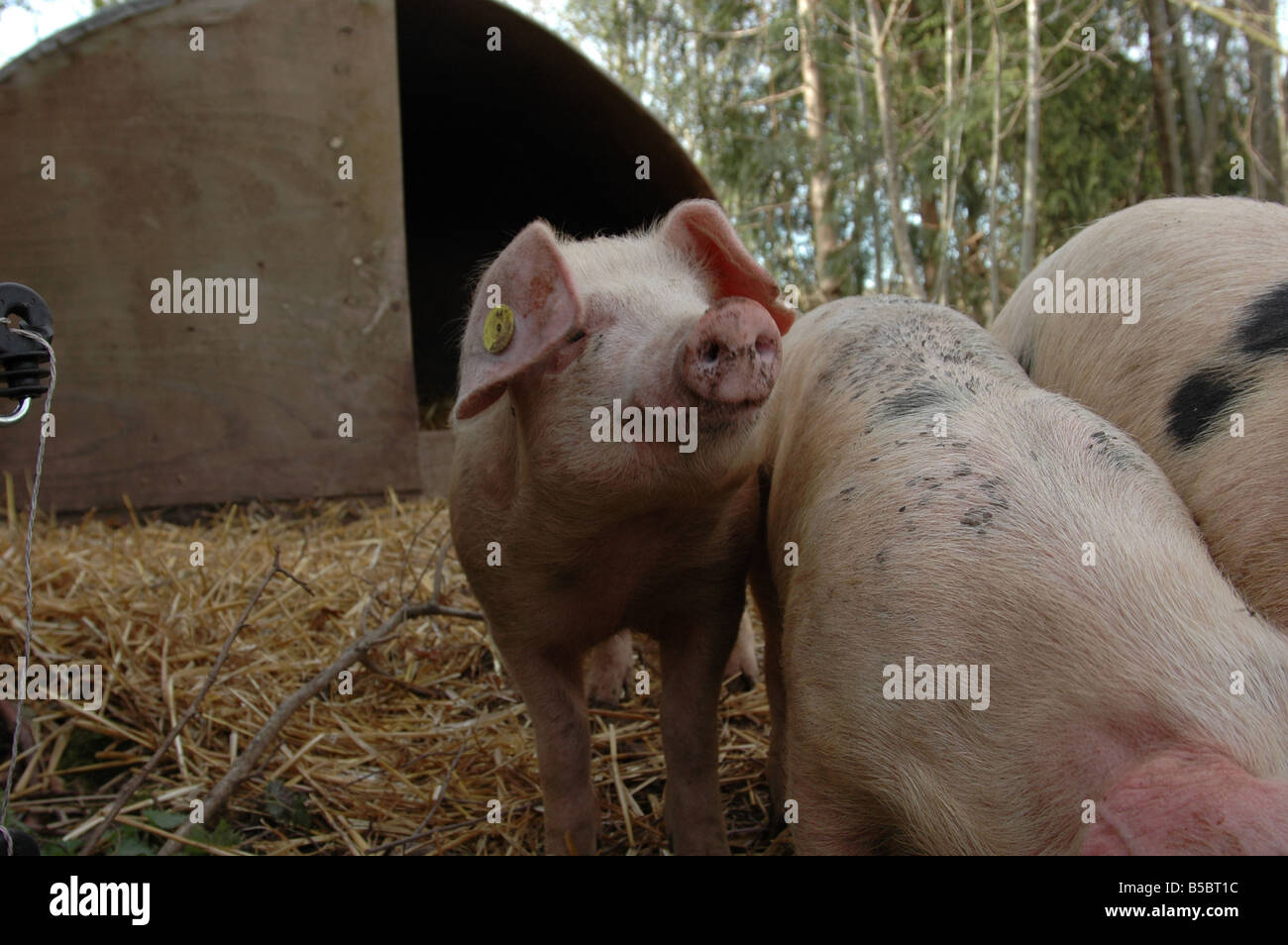 Gloucester old spot pig hi-res stock photography and images - Alamy