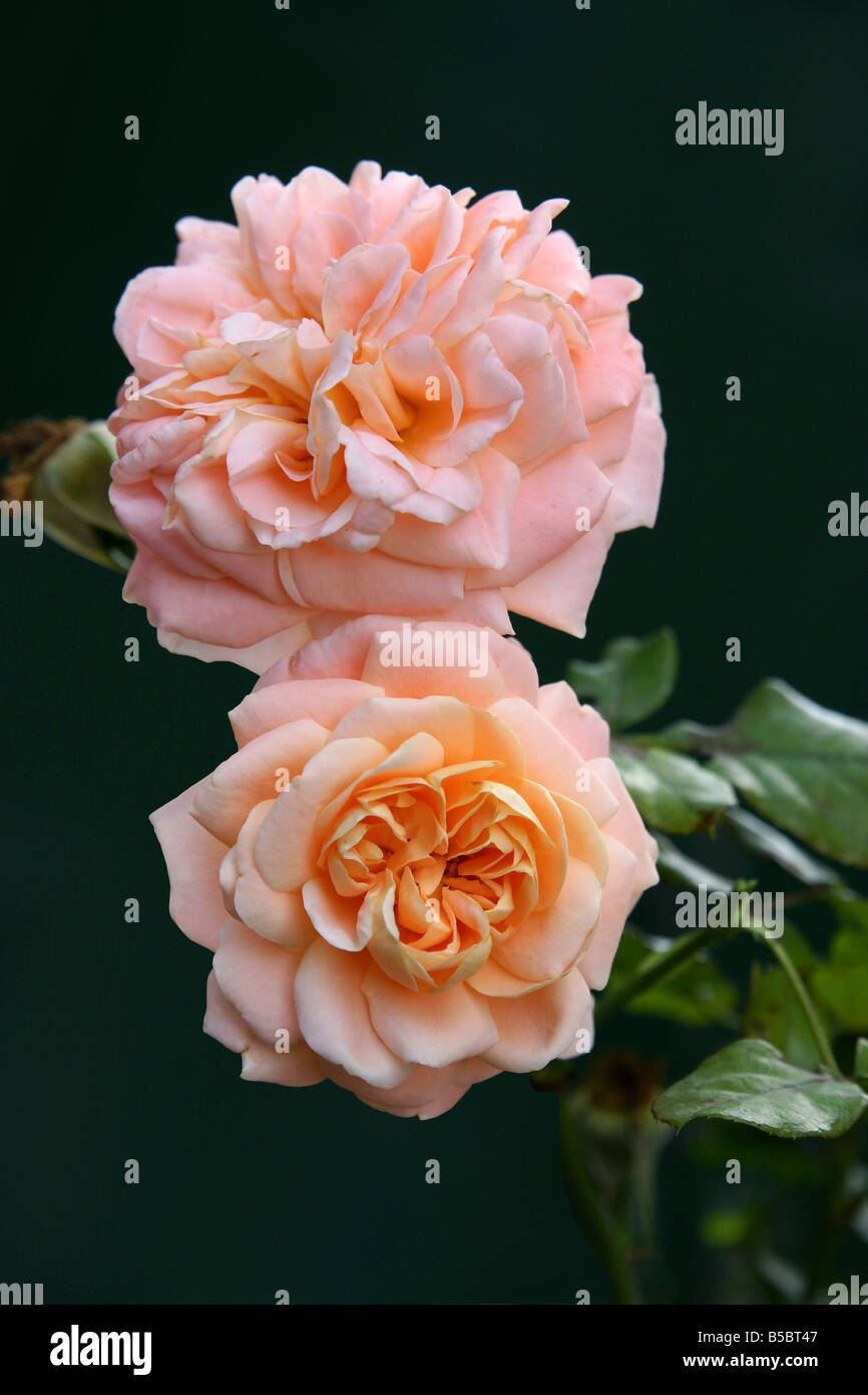 Orange English Roses Stock Photo - Alamy