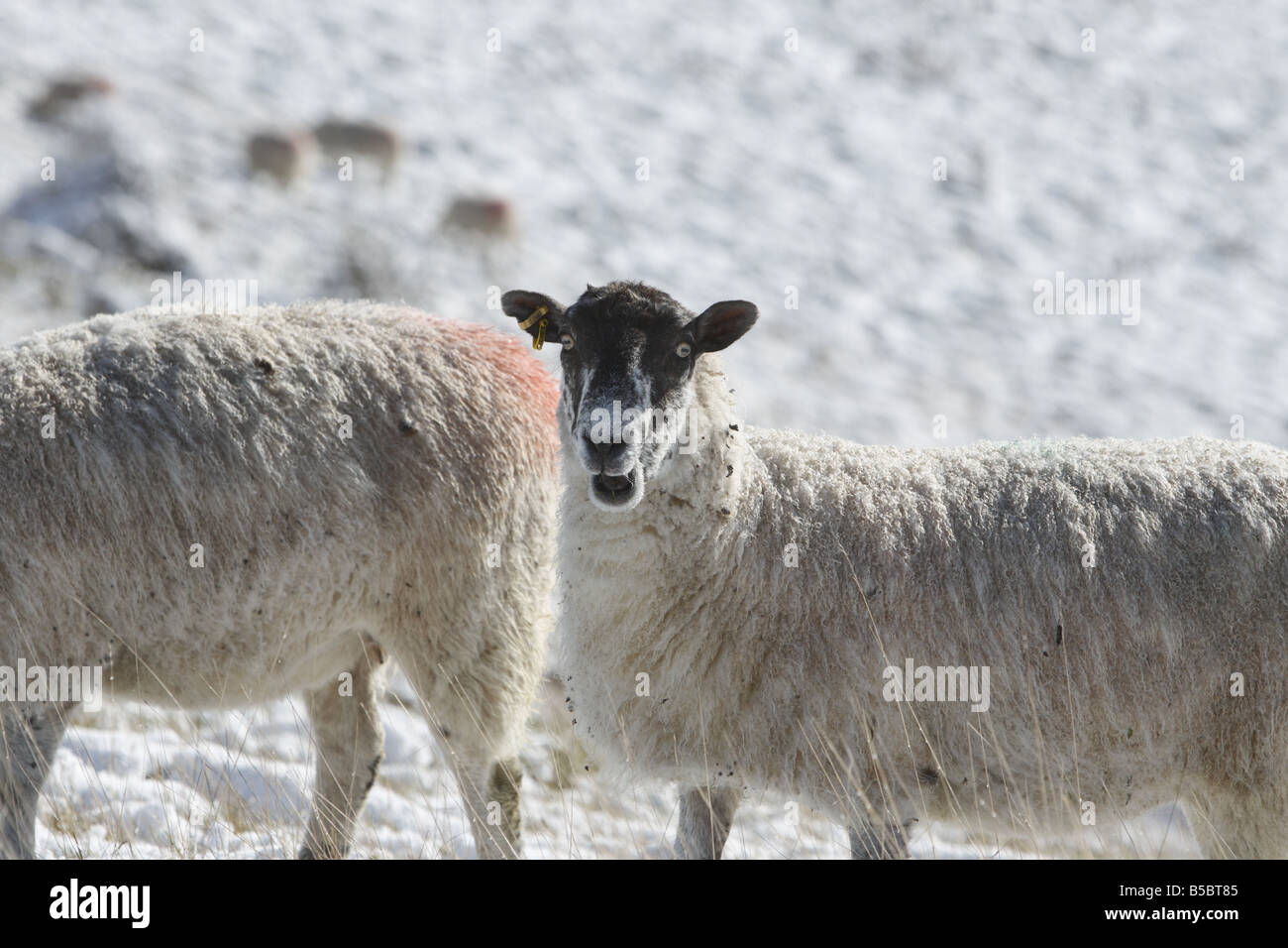 Black head sheep hi-res stock photography and images - Alamy