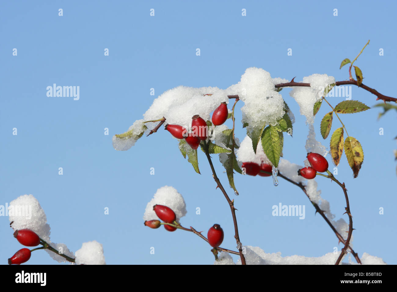 Rosy snow bush hi-res stock photography and images - Alamy