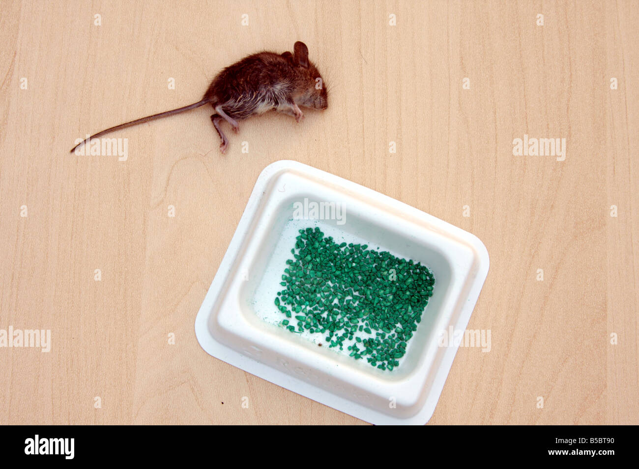 'field mouse' mouse 'house mouse' rentokil rentokill vermin poison dead ...