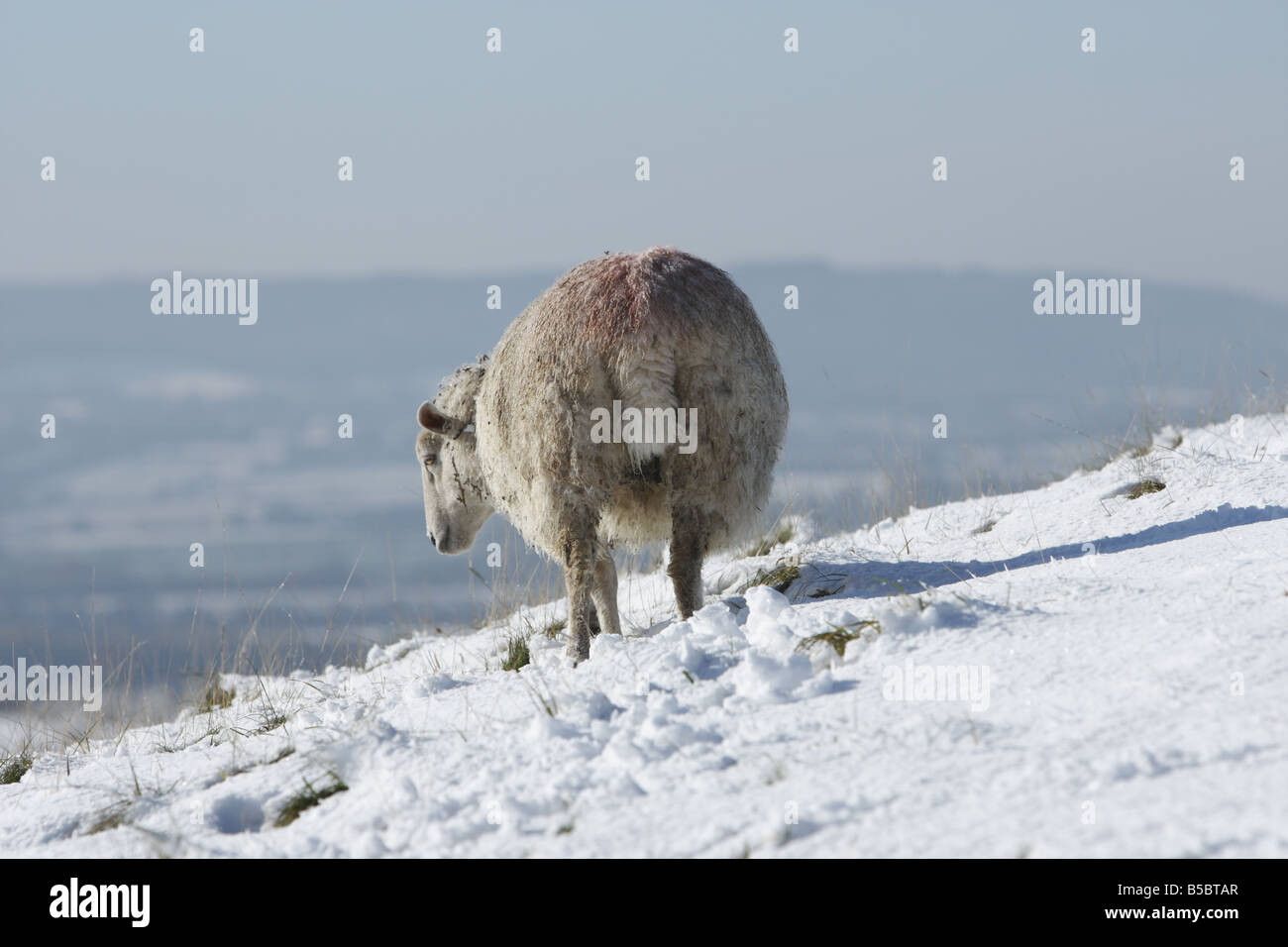 Sheep showing us its back end grazing in the snow Stock Photo - Alamy