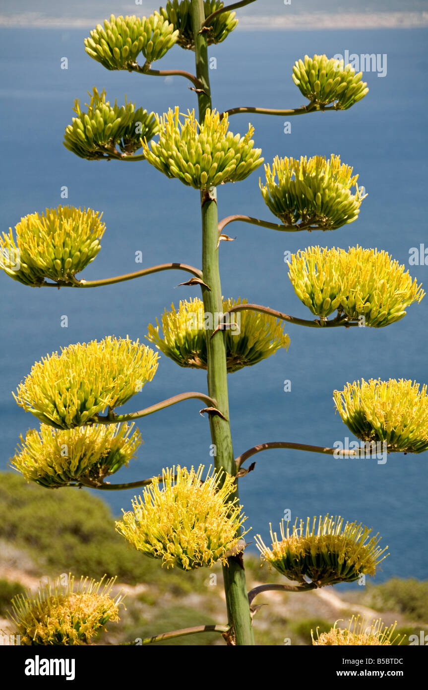 Century plant agave americana hi-res stock photography and images - Alamy