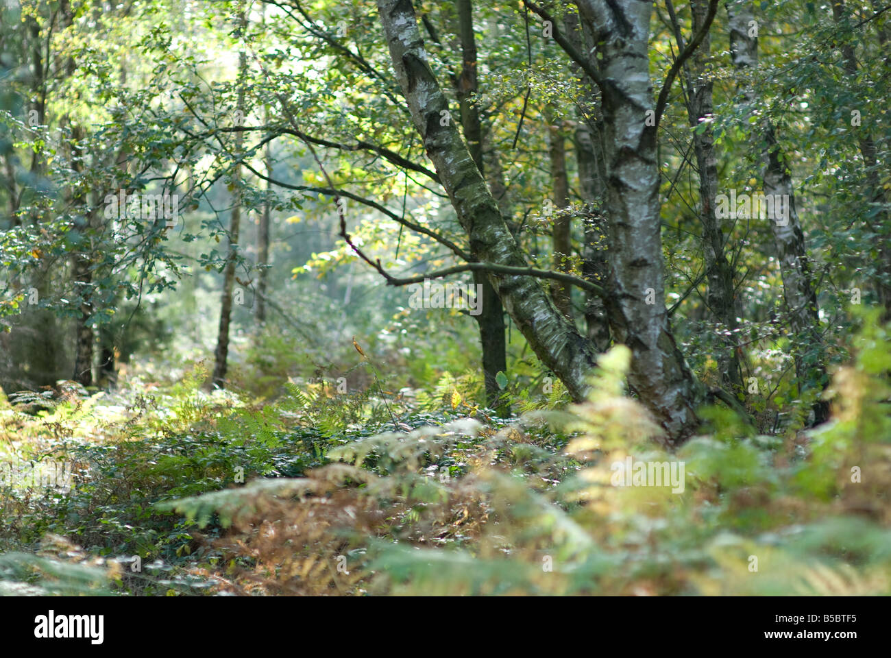 Birch woodland in late summer Stock Photo - Alamy