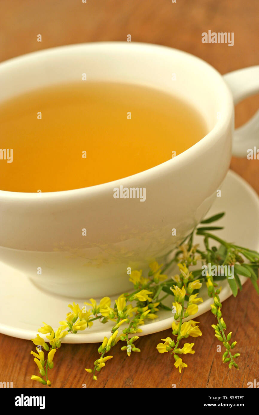 Common melilot Melilotus officinalis Stock Photo - Alamy