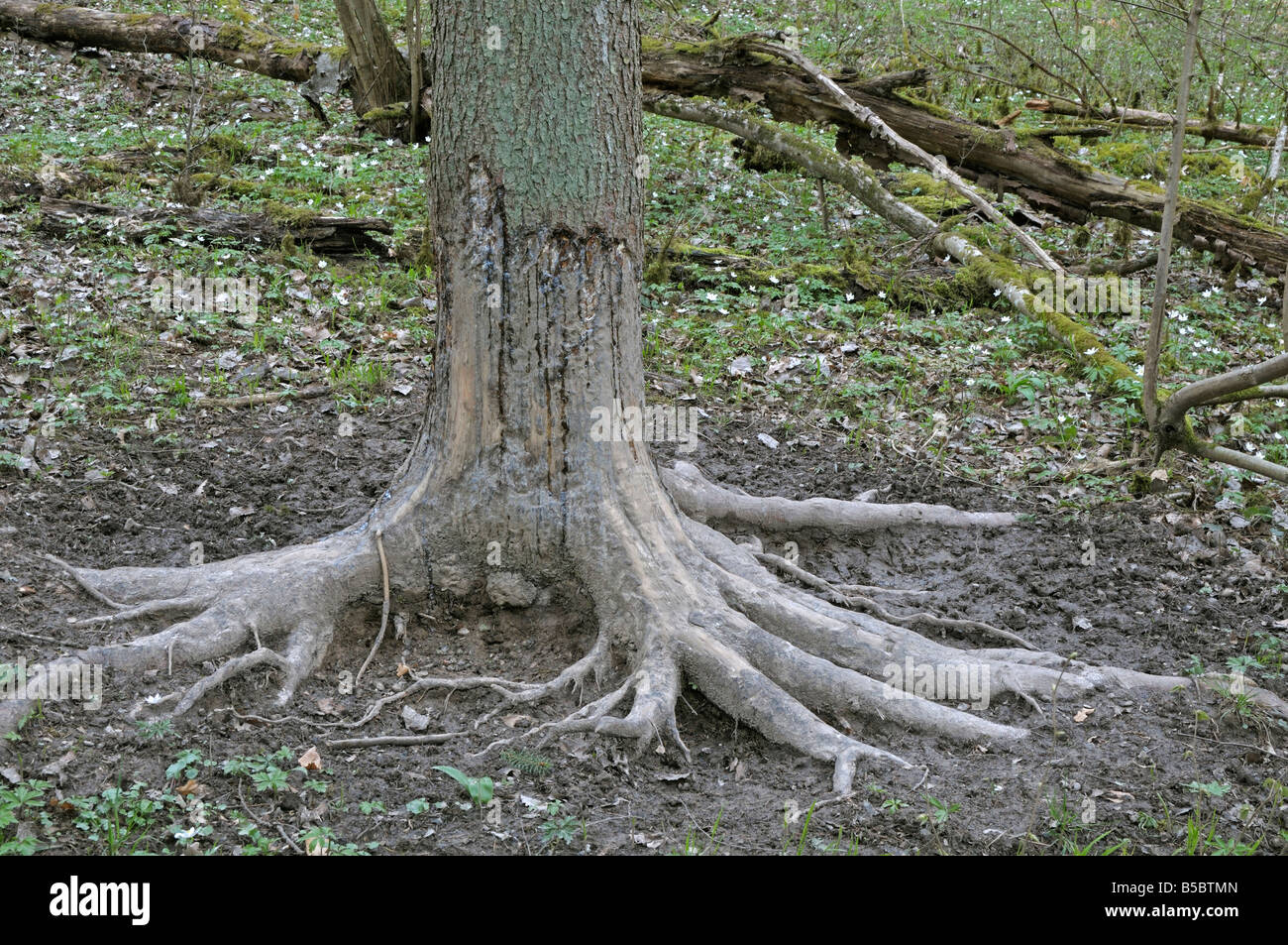 Wild boar sus rubbing tree hi-res stock photography and images - Alamy